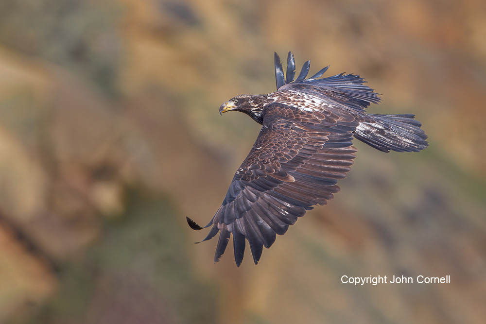 Cornell Nature Photography