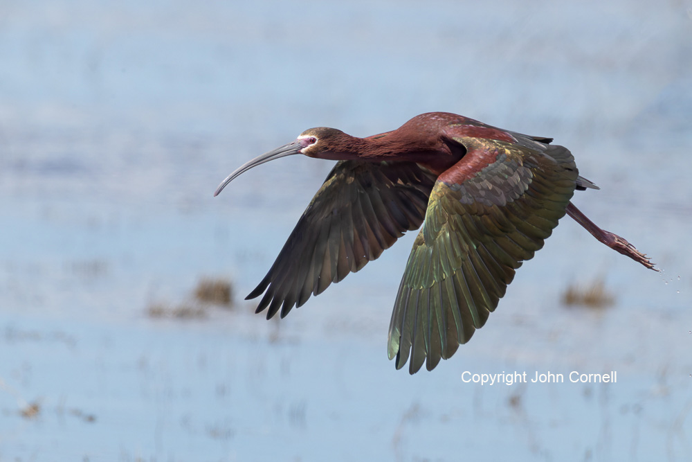 Cornell Nature Photography