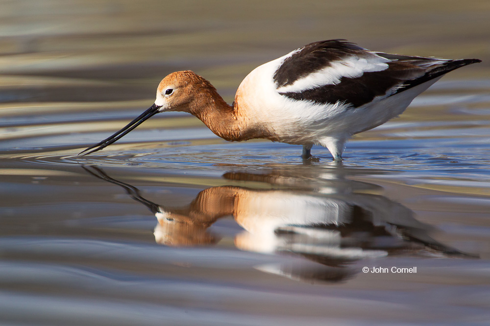 Cornell Nature Photography
